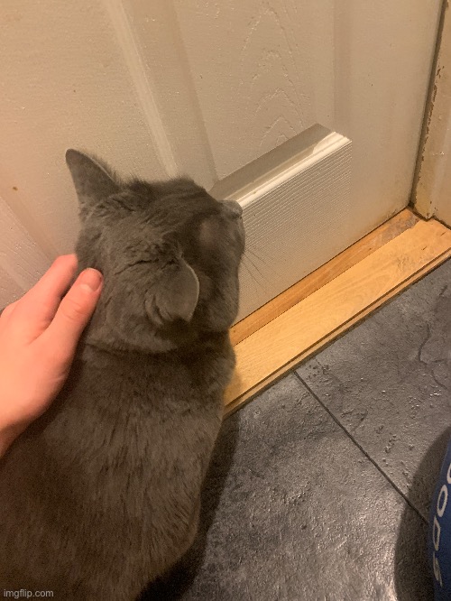 THWY GOT CATS AT THE FUNCTION - Imgflip