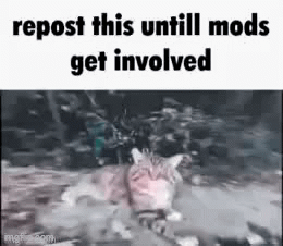 Repost this until the mods get involved - Imgflip