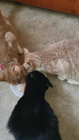 Cat's eating - Imgflip