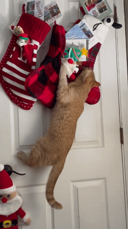 Crazy cat! Nacho at Christmas. - Imgflip