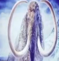 mammoth Blank Template - Imgflip