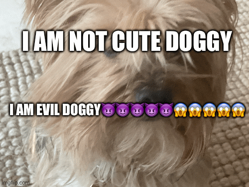 i am not cute doggy i am evil doggy - Imgflip