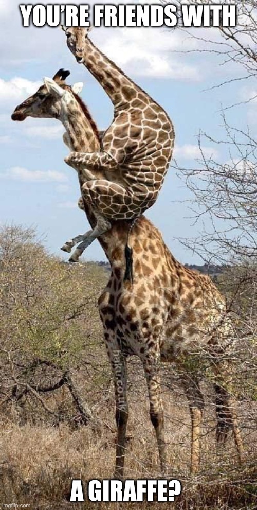 Funny Giraffe - Imgflip