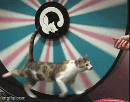 Exercise wheel - Imgflip