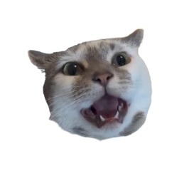 Azia The Cat Meme Blank Template - Imgflip