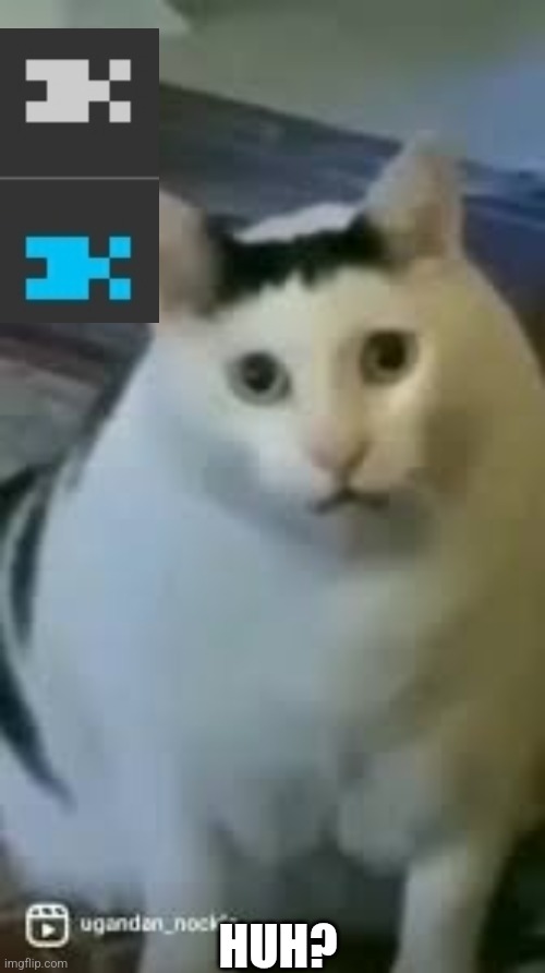 Huh Cat - Imgflip