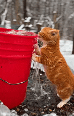 Water bucket drink - Imgflip