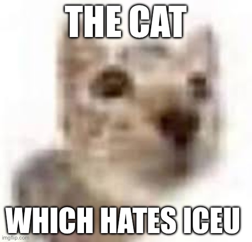 Cat low quality - Imgflip