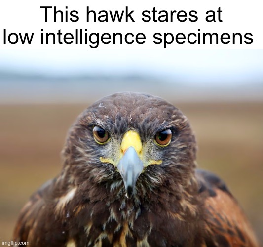 Hawk stare - Imgflip