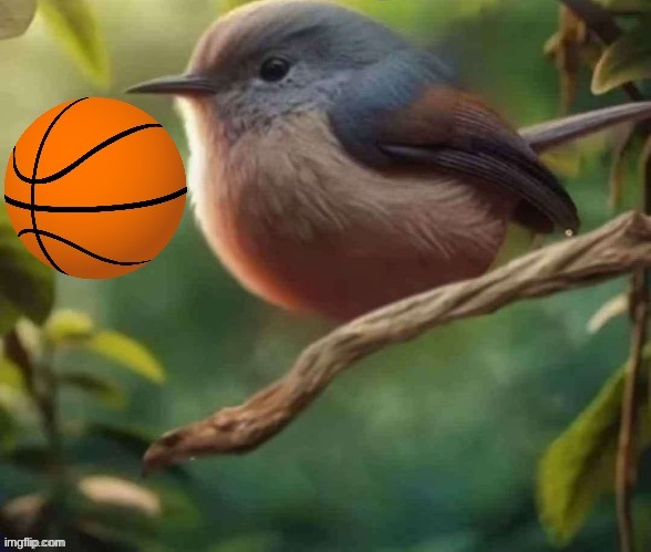 bird with ball - Imgflip