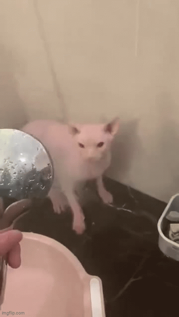 Bingus Jumps - Imgflip