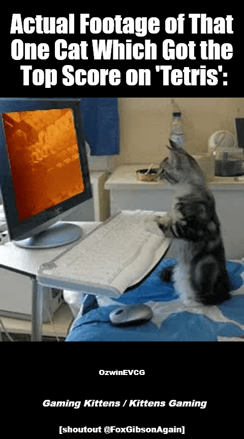Gaming Kittens / Kittens Gaming - Imgflip