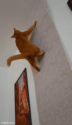 Spider cat climbing - Imgflip