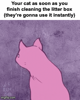 Devious Cat - Imgflip