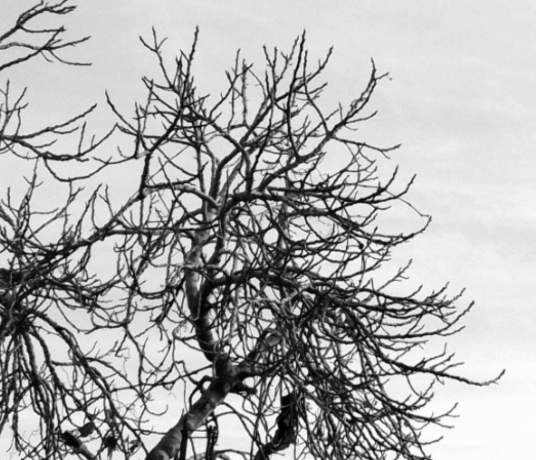 Branches in the Breeze. Blank Template - Imgflip