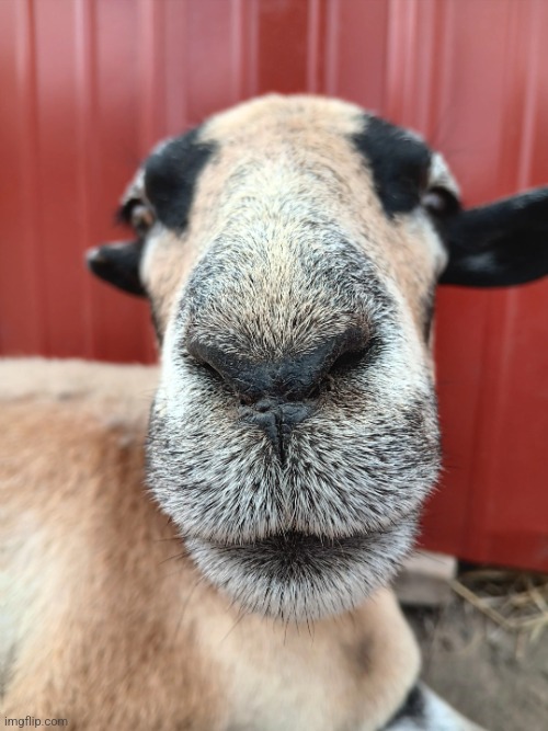 New meme template idk - Imgflip