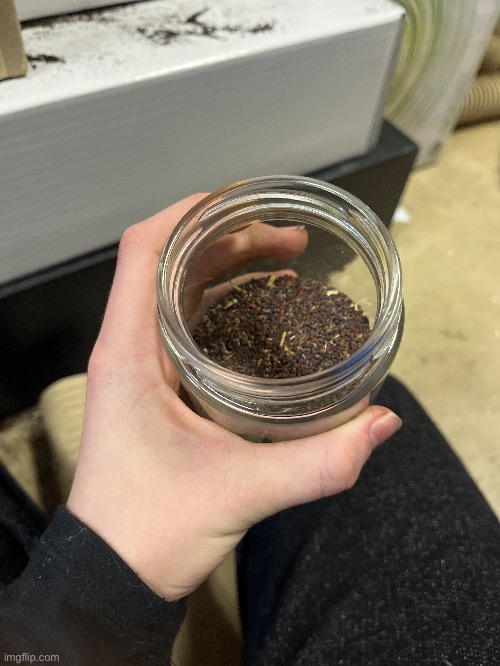 Kale seeds smell awful - Imgflip