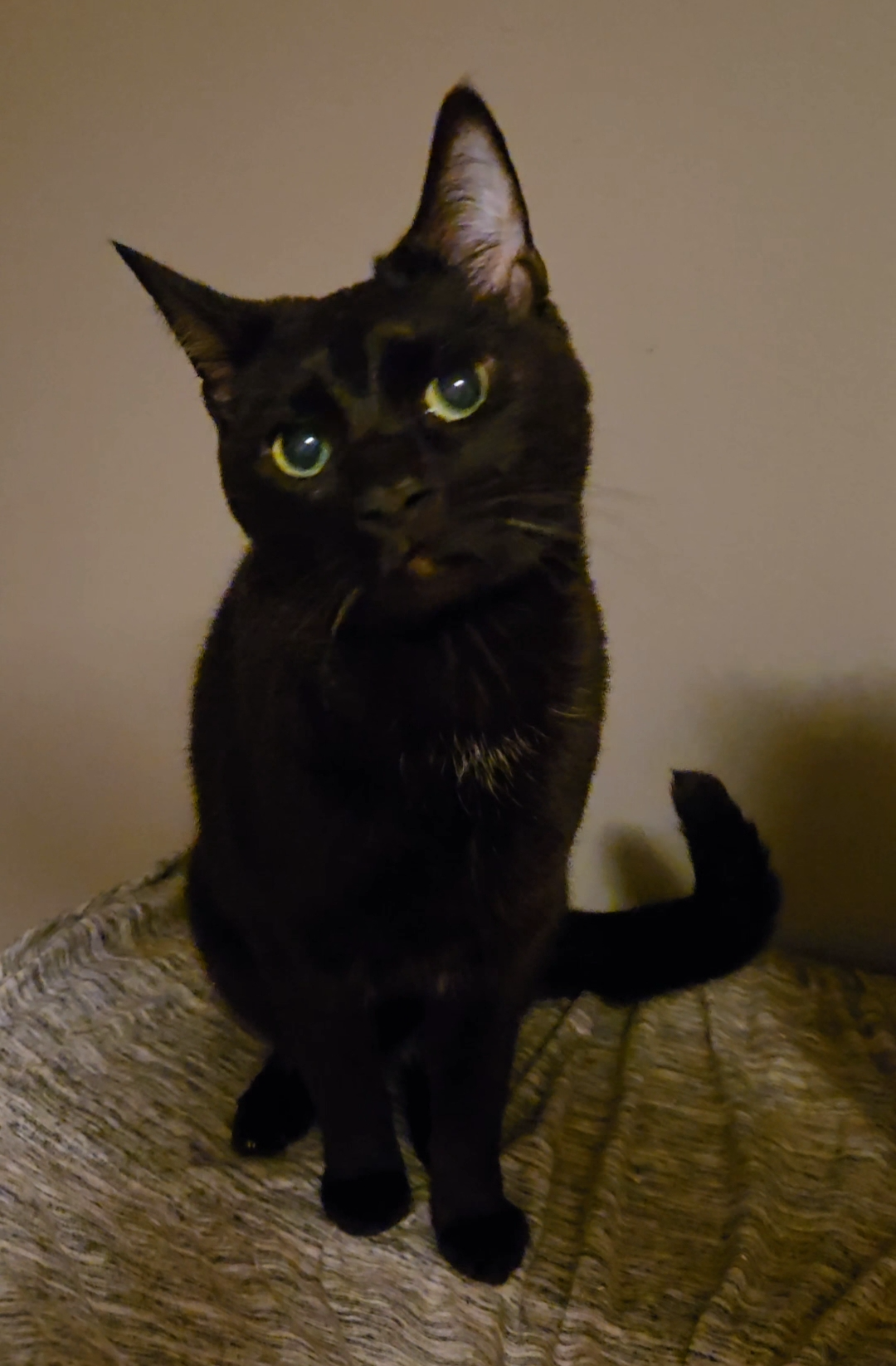 Tell me more cat Blank Template - Imgflip