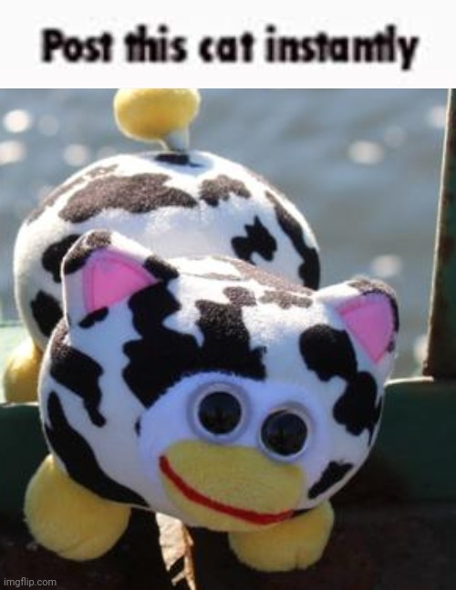 post this cat instantly - Imgflip