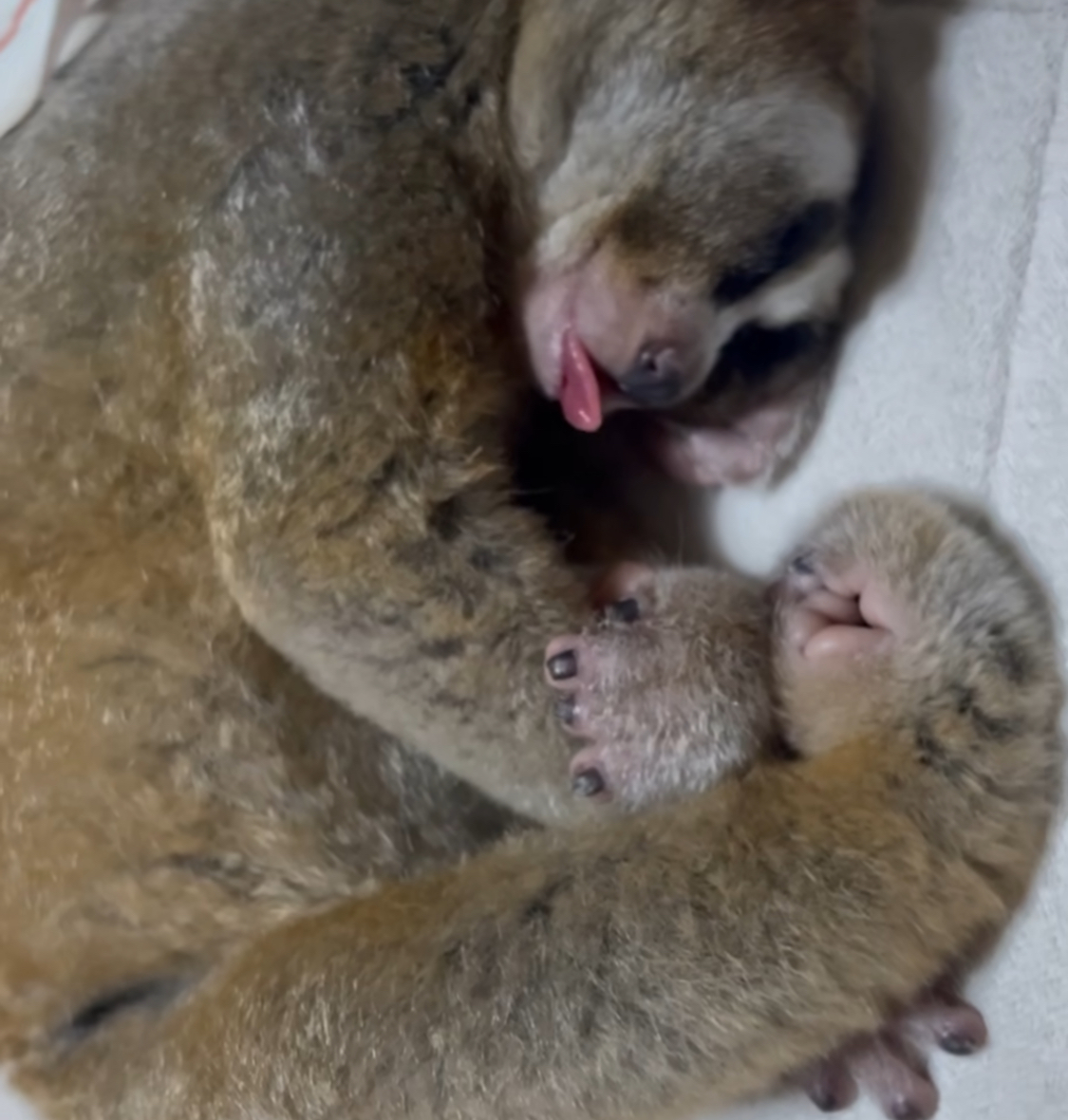 Decrepit Loris Blank Template - Imgflip
