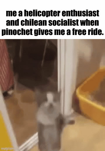 jumping kitten - Imgflip