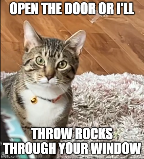 cat rock window - Imgflip