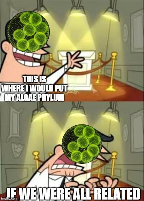 This Is Where I'd Put My Trophy If I Had One Meme - Imgflip