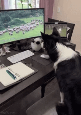 Sheepdog - Working From Home ! - Imgflip