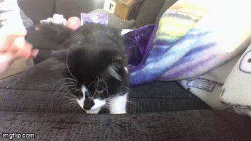 Infinite kitten treats - Imgflip