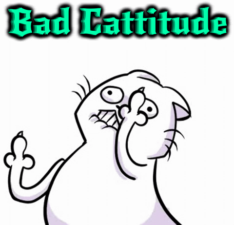 Pure Cattitude - Imgflip
