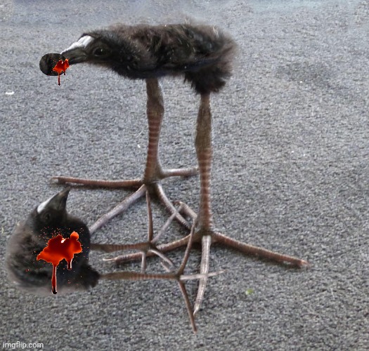 Pukeko - Imgflip