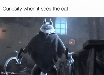 Image tagged in gifs,curiosity,cat - Imgflip