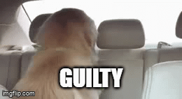 guilty dog - Imgflip