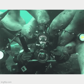 That's Too Many Seals ! - Imgflip