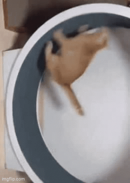 A Gravity Defying Cat ? - Imgflip