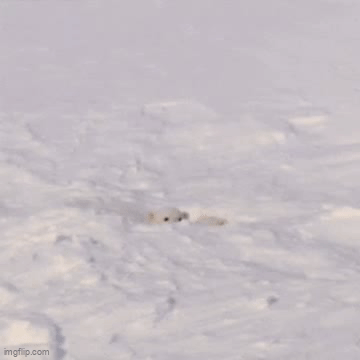 Bonjour Bear GIF HD - Imgflip