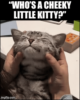 A cheeky little kitty and a cheeky little monkey! - Imgflip