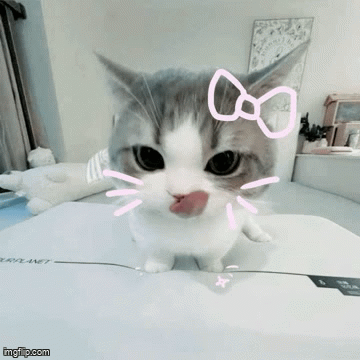 5 foot short queens dm me - Imgflip