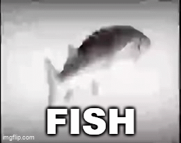 fish - Imgflip