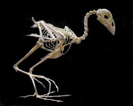 Pukeko Blank Template Imgflip