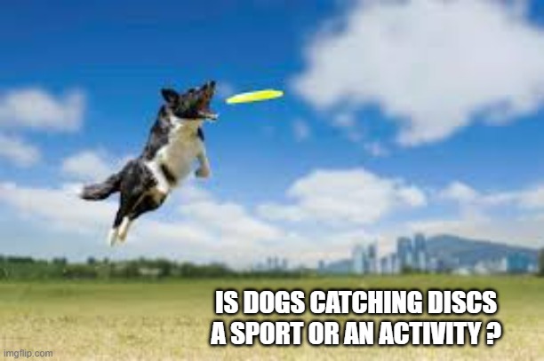 memes by Brad - Is a dog catching a disc a sport or an activity ? - Imgflip