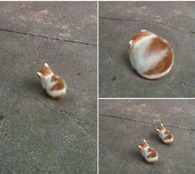 cats Blank Template - Imgflip