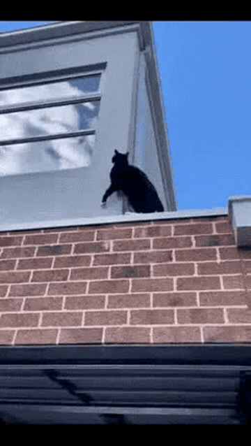 Sneaky Ninja Kitteh - Imgflip