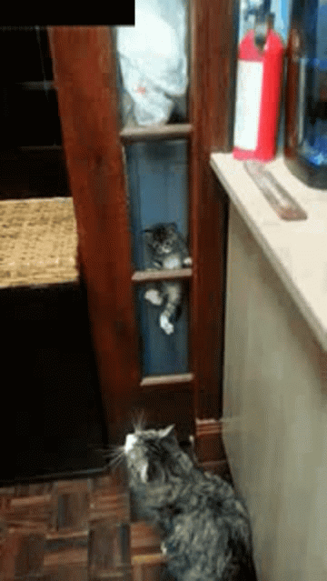 Clumsy Kitten - Imgflip
