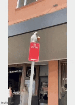 This Cockatoo Cannot Cease Eating That Croissant ! - Imgflip