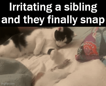 Stop bothering me, stop it ..... - Imgflip