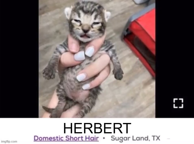 chair editable - Imgflip