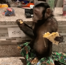 monkey - Imgflip