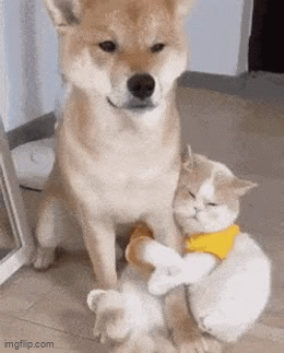 Dog has a friend - Imgflip