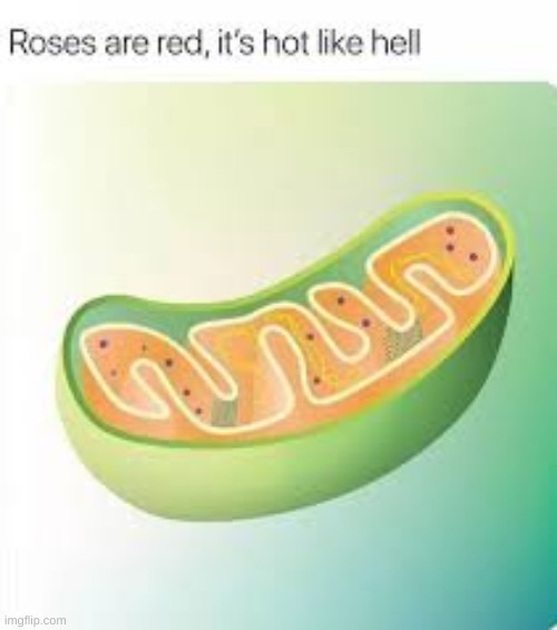 mitochondria are the powerhouse of the cell - Imgflip